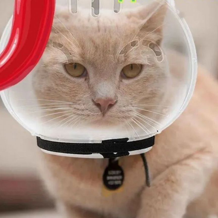 Намордник - шлем для кошек