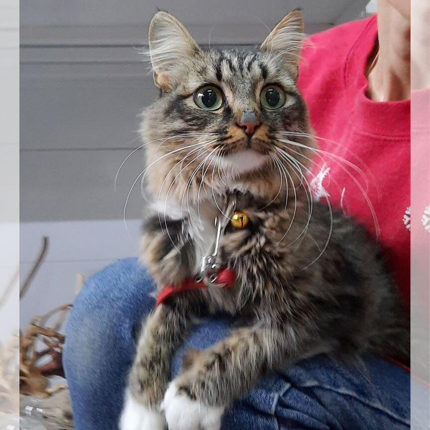 Взрослая кошка в добрые руки