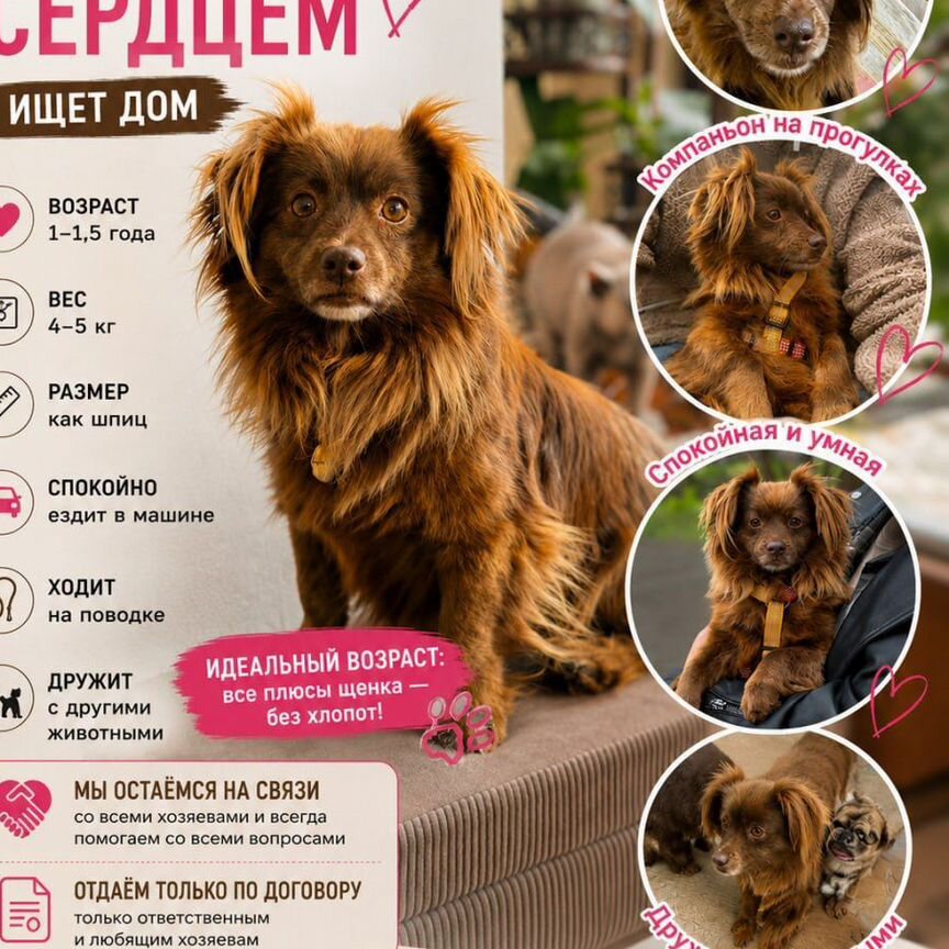 Померанский шпиц, взрослая собака
