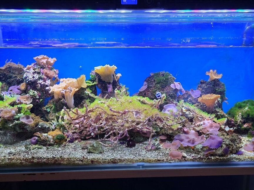 Морской аквариум