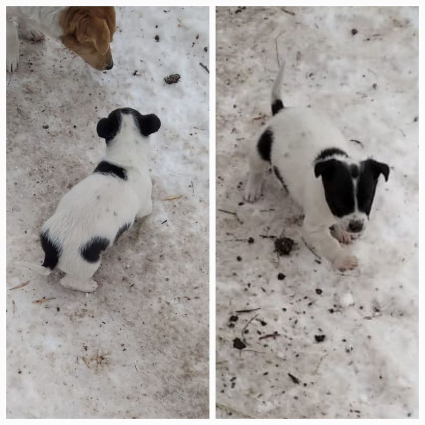 Щенок в добрые руки мальчик