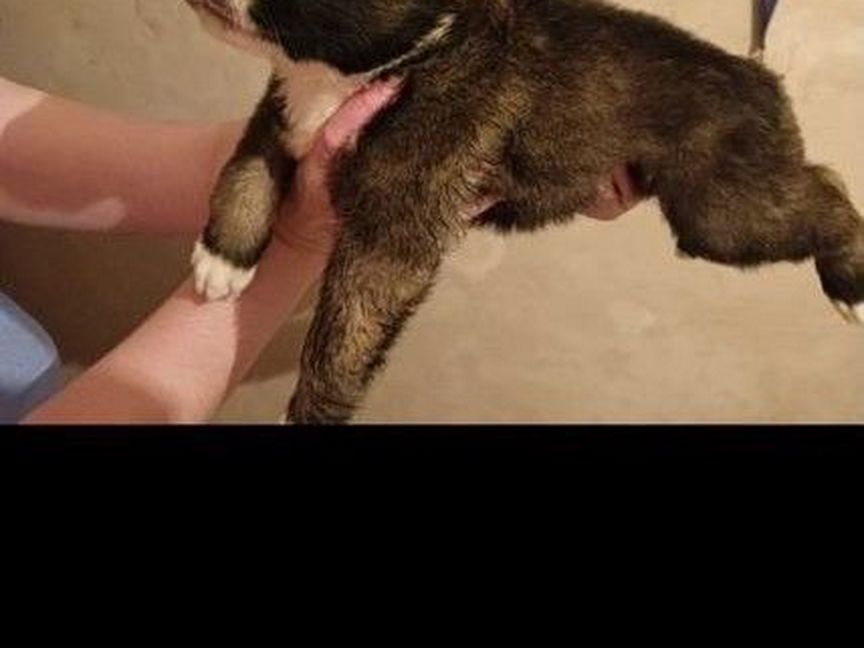 Алабайчики ждут вас