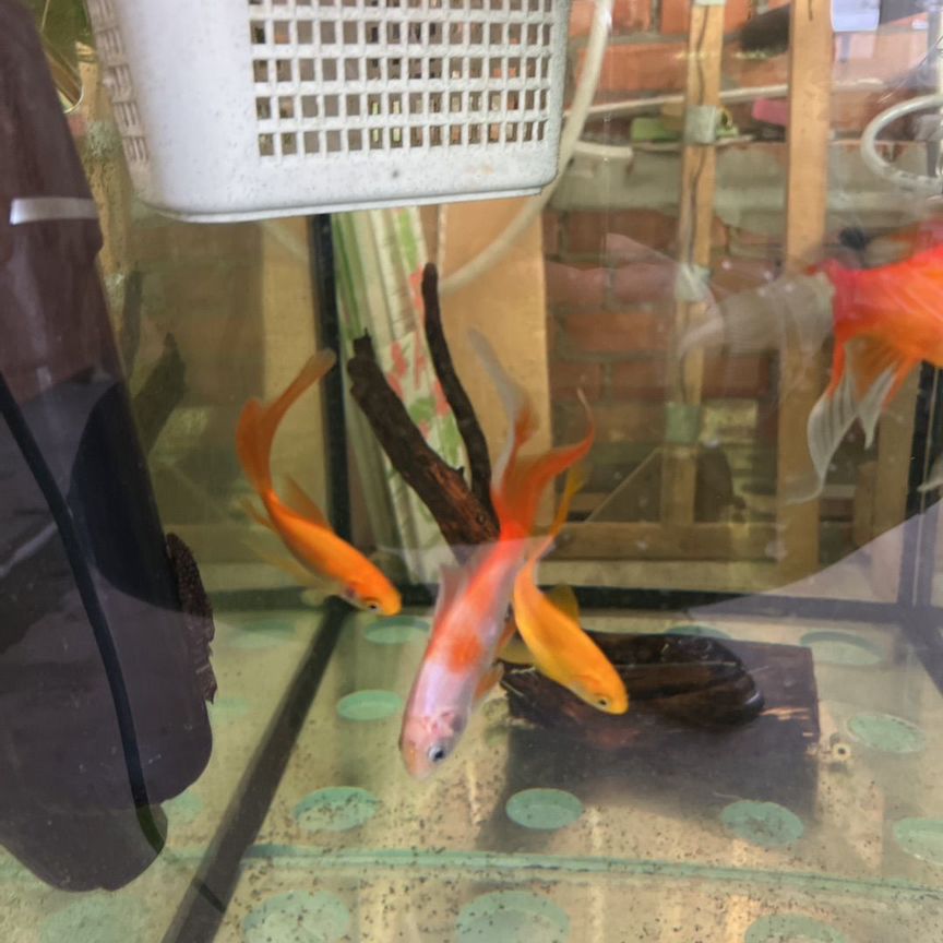 Золотая рыбка комета