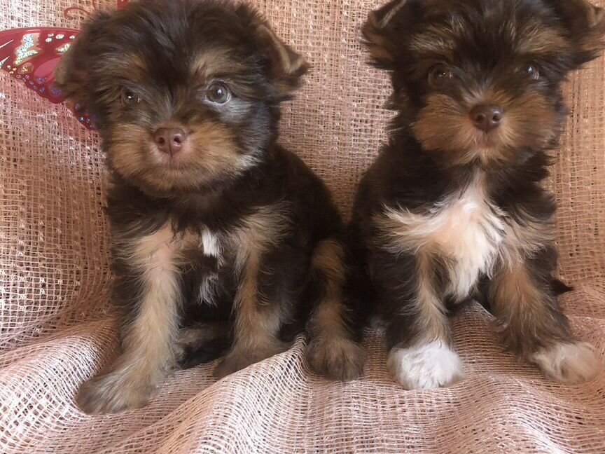 Девочки-красавицы цветной йорк