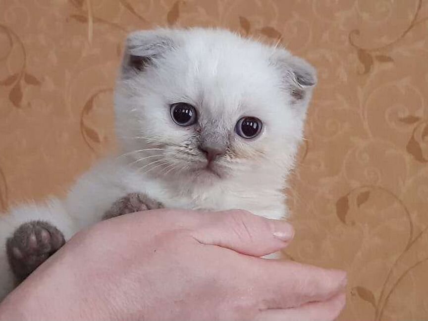 Шотландские вислоухие котята