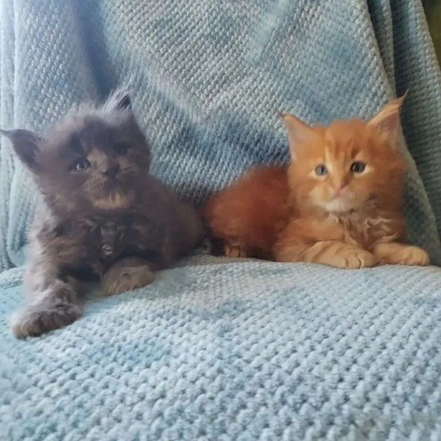 Мейн-кун котёнок