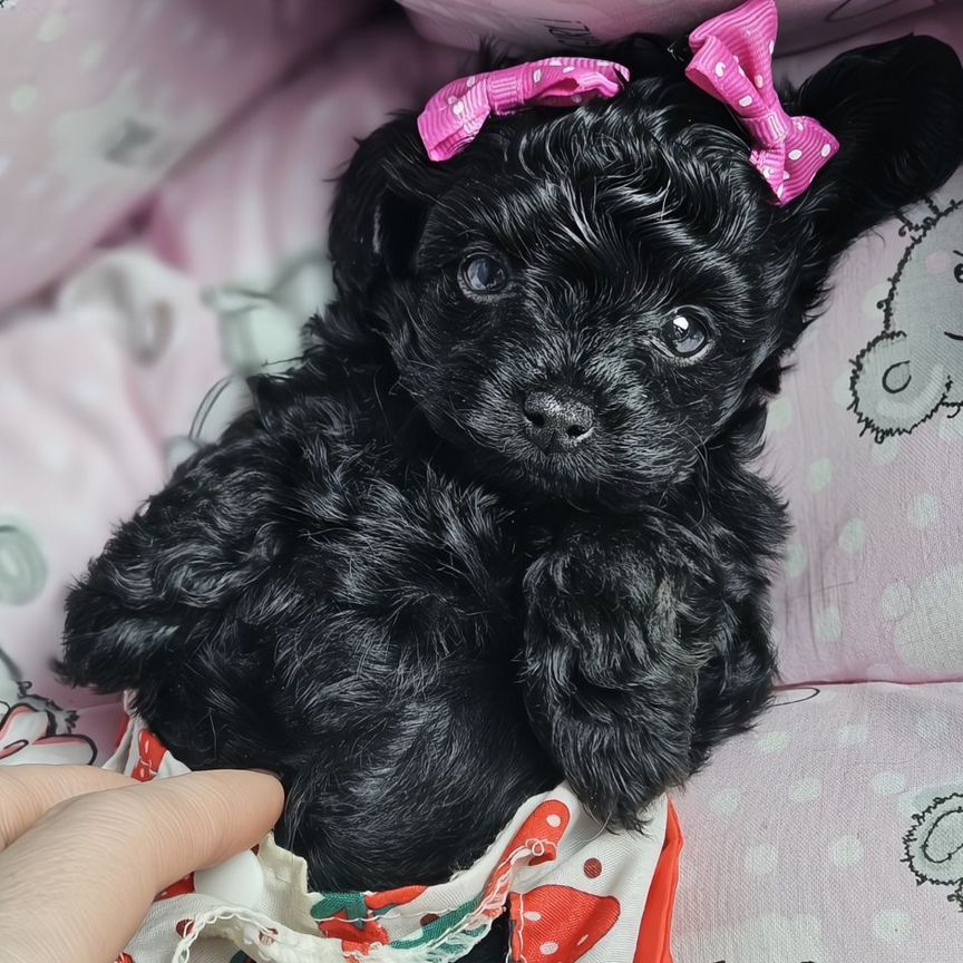 Мальтипу, щенок