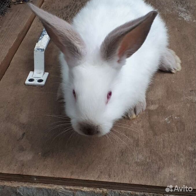 Калифорнийские кролики