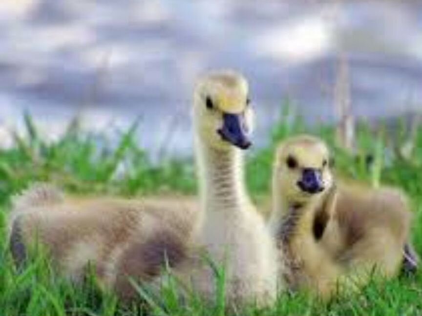 Гусята месячные