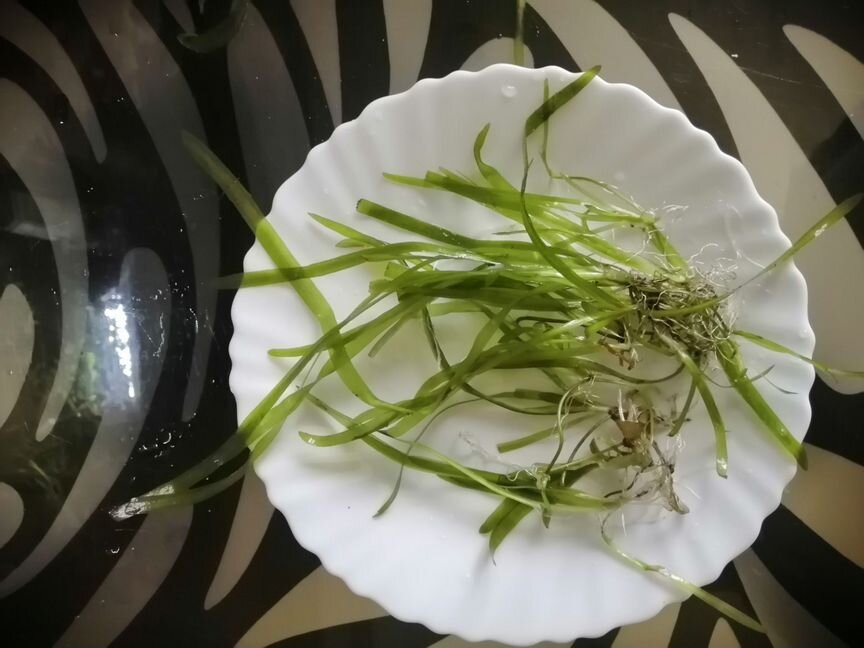 Аквариумные растения