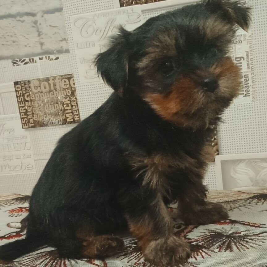 Йоркширский терьер, щенок