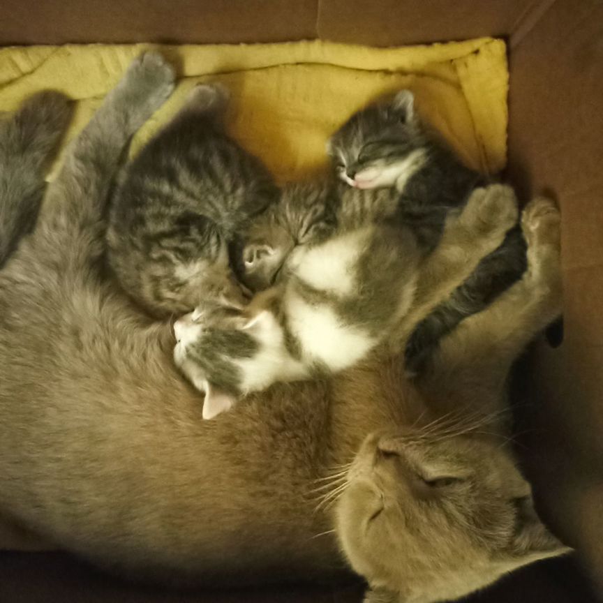 Отдам в хорошие руки котят 4 недели