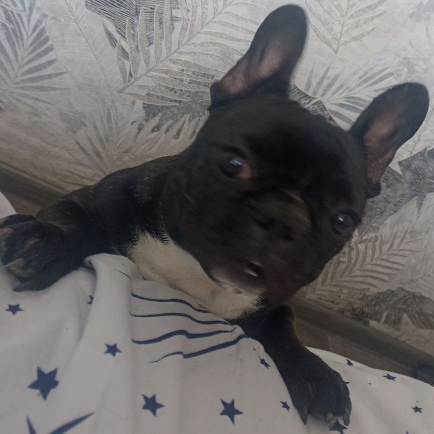 Французский бульдог