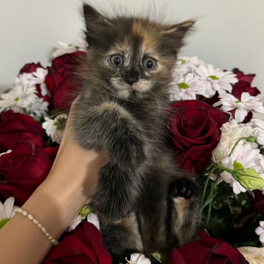 Трехцветная кошечка