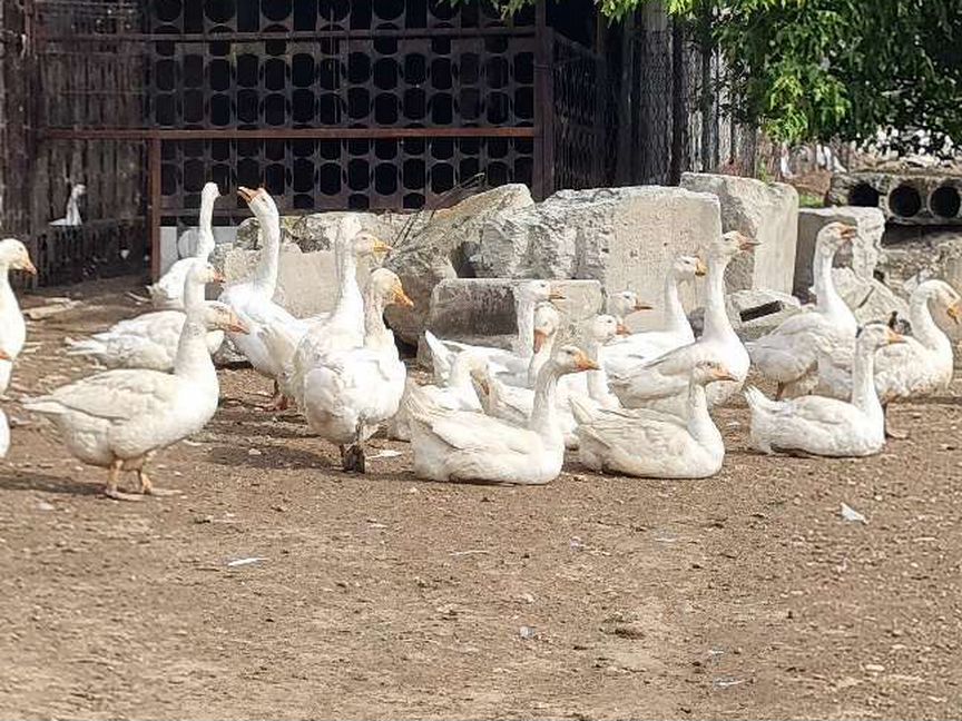 Гуси живым весом