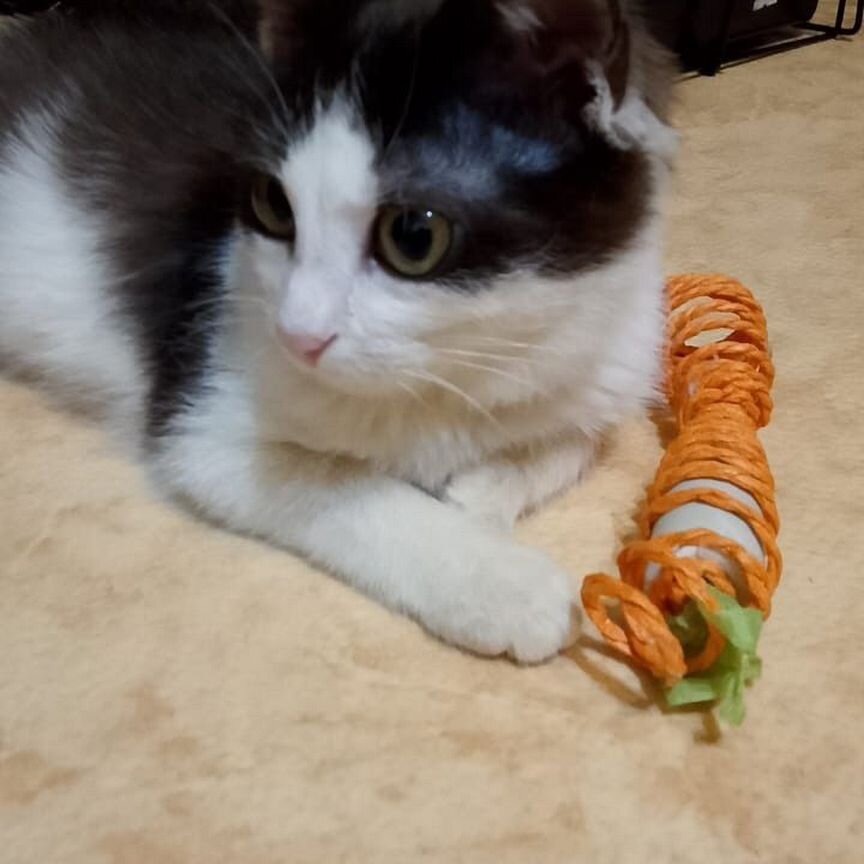 Хорошенький котенок подросток