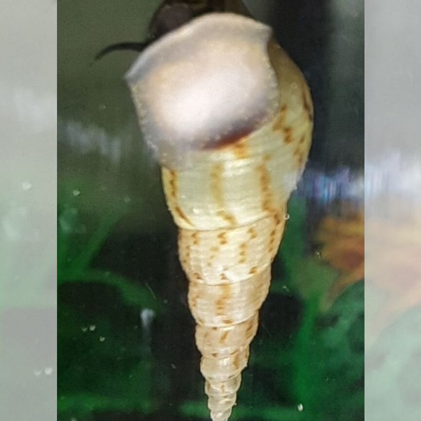 Улитки мелании