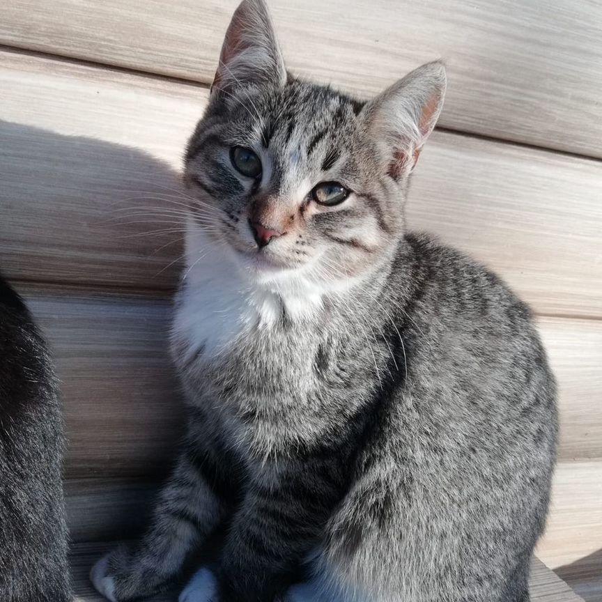 Котик 4,5 месяца ждёт своего хозяина