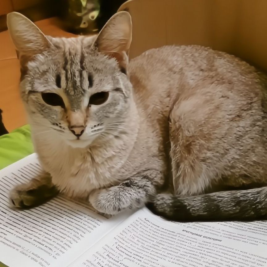 Взрослая, кошка в добрые руки