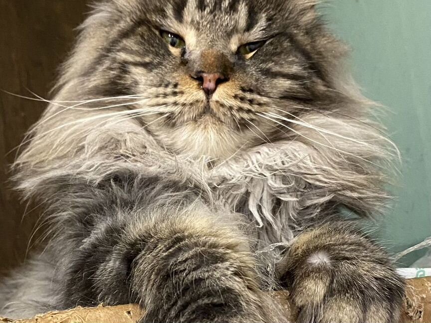 Молодой котик мейн кун