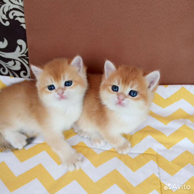 Британ. котята золот. шиншилла Bri ny12