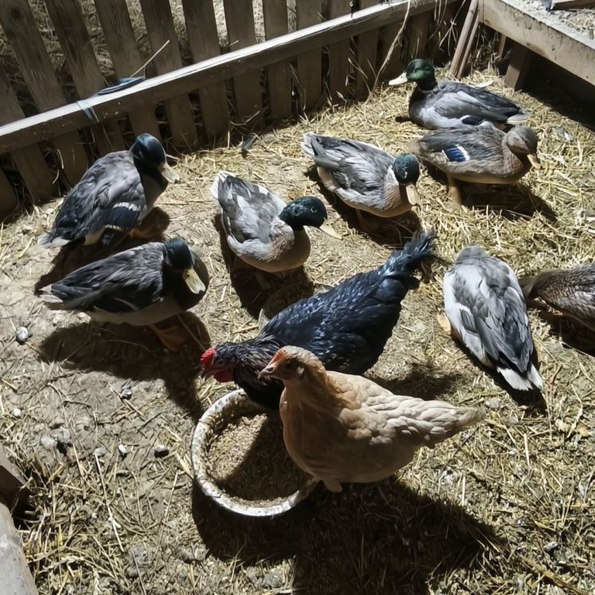 Подсадные утки для охоты