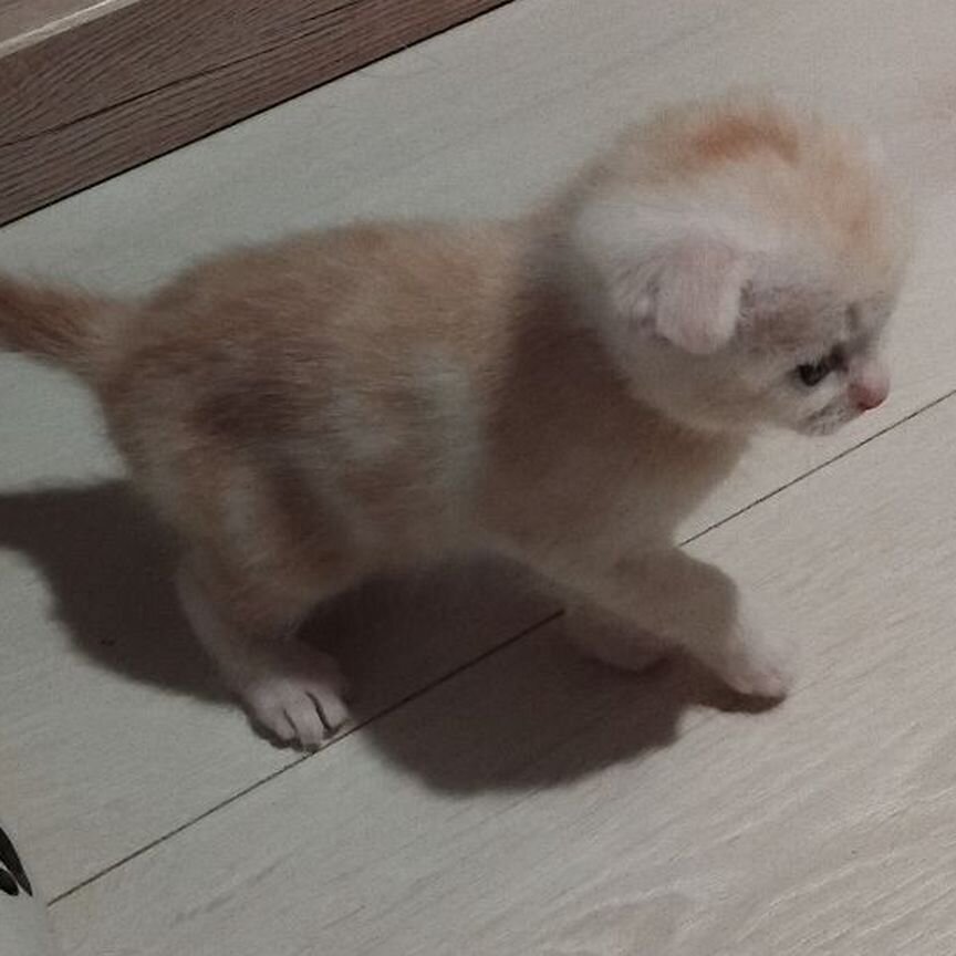 Шотландский вислоухий короткошёрстный котёнок