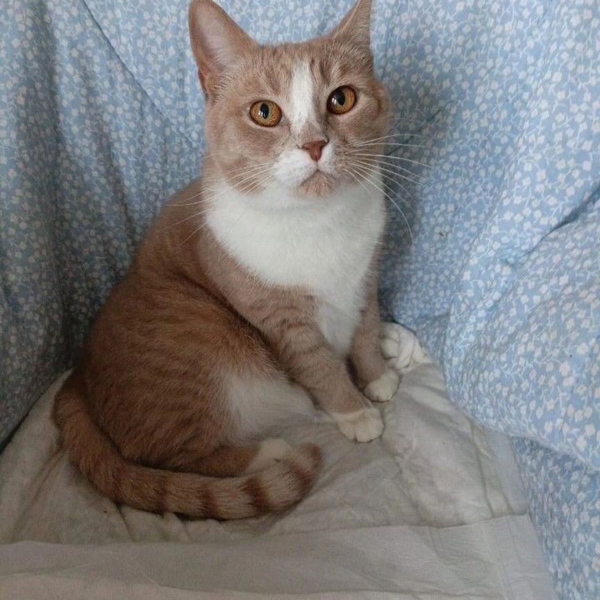 Кошечка милашка