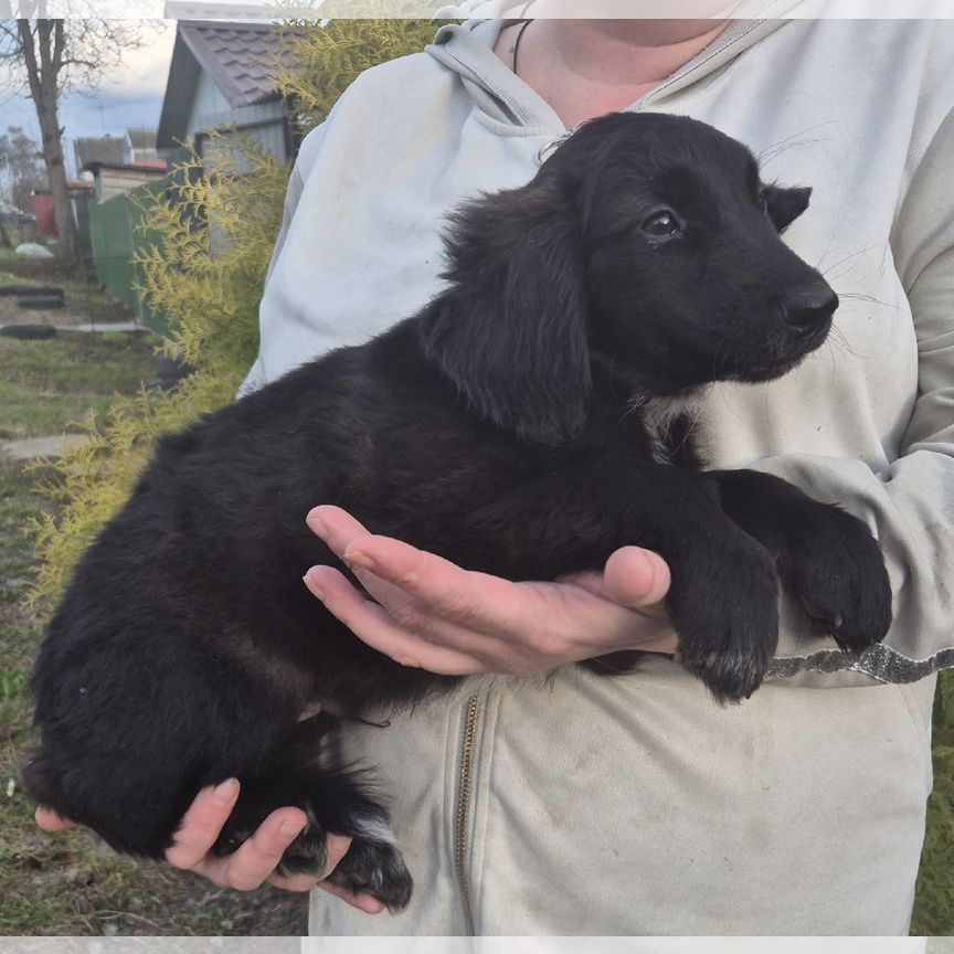 Щенок в добрые руки
