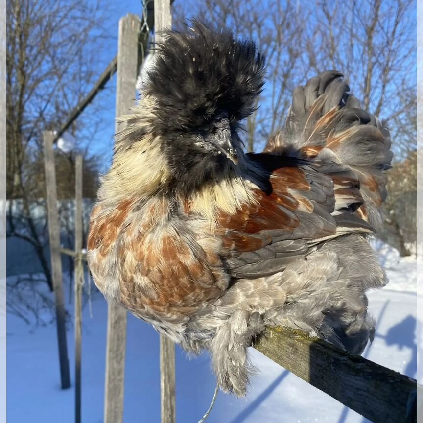 Петух китайский шелковый