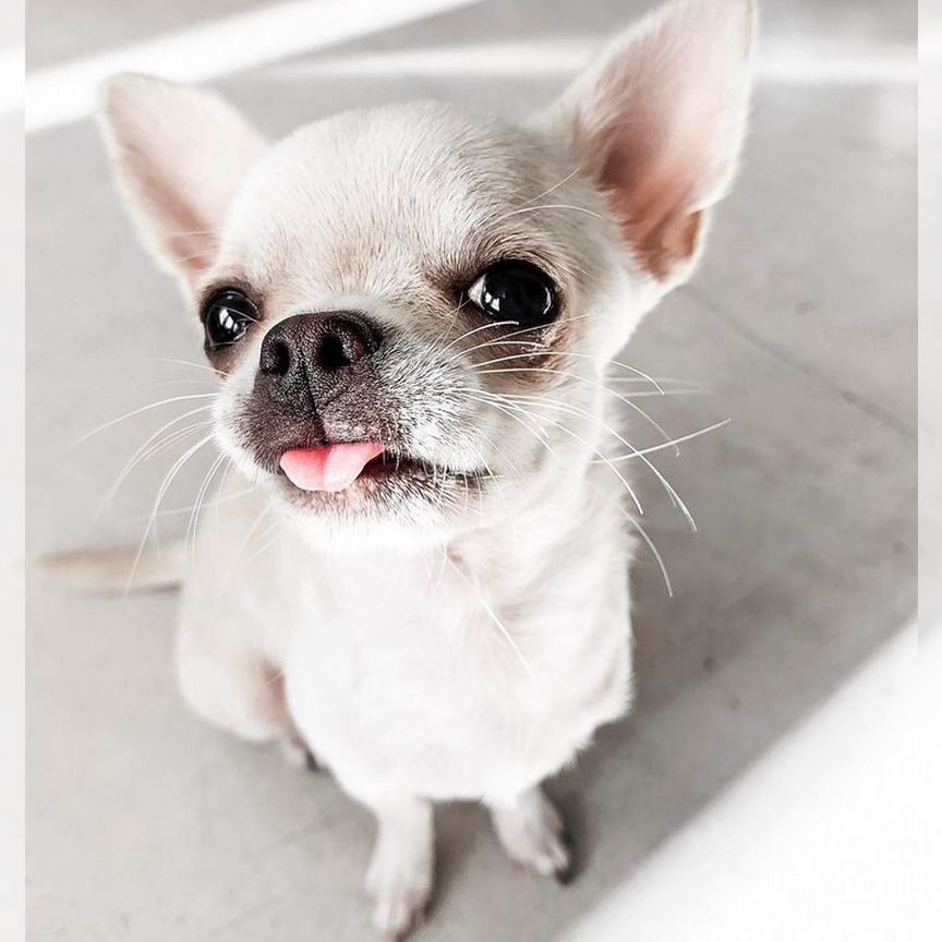 Чихуахуа, щенок