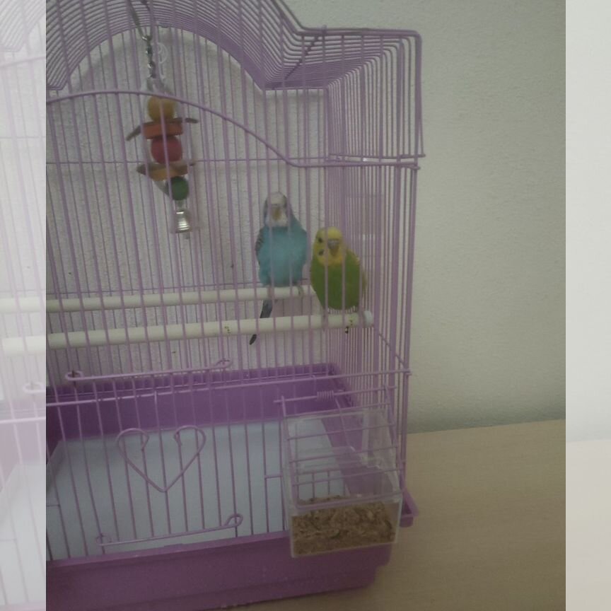 Волнистый попугай