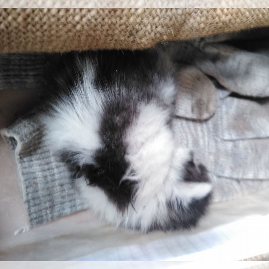 Котенок