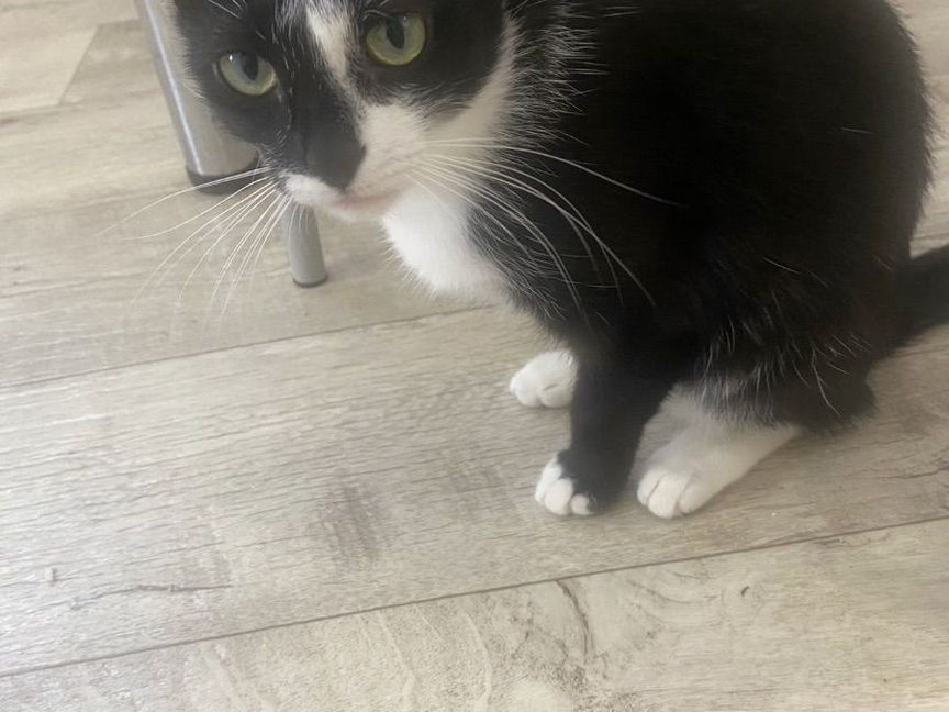 Кошка