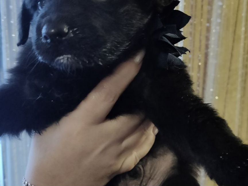 Собаки бесплатно в добрые руки щенки