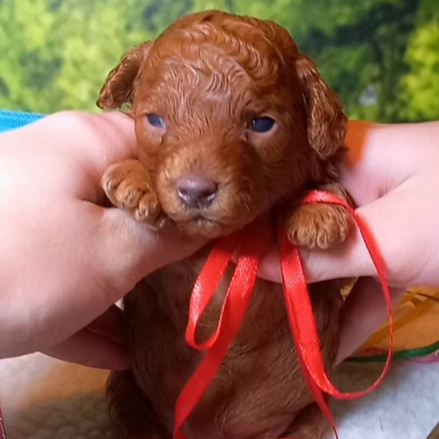 Той-пудель, щенок