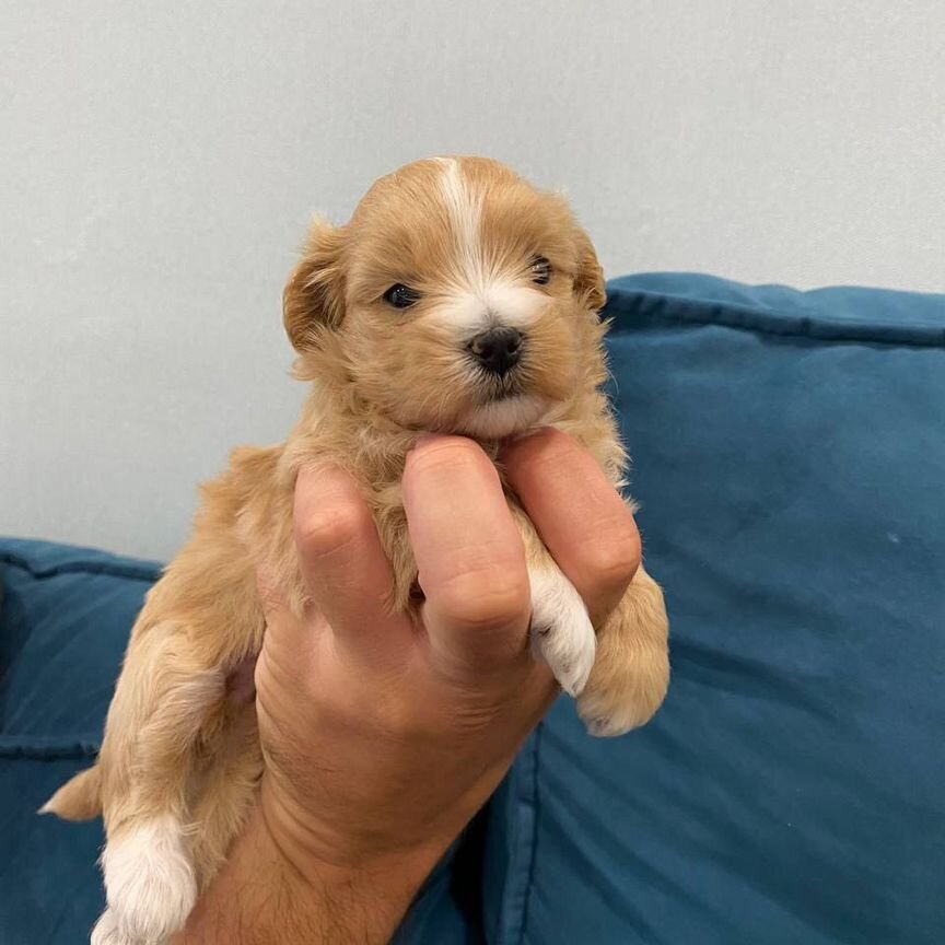 Мальтипу f1 мини Корея кобель