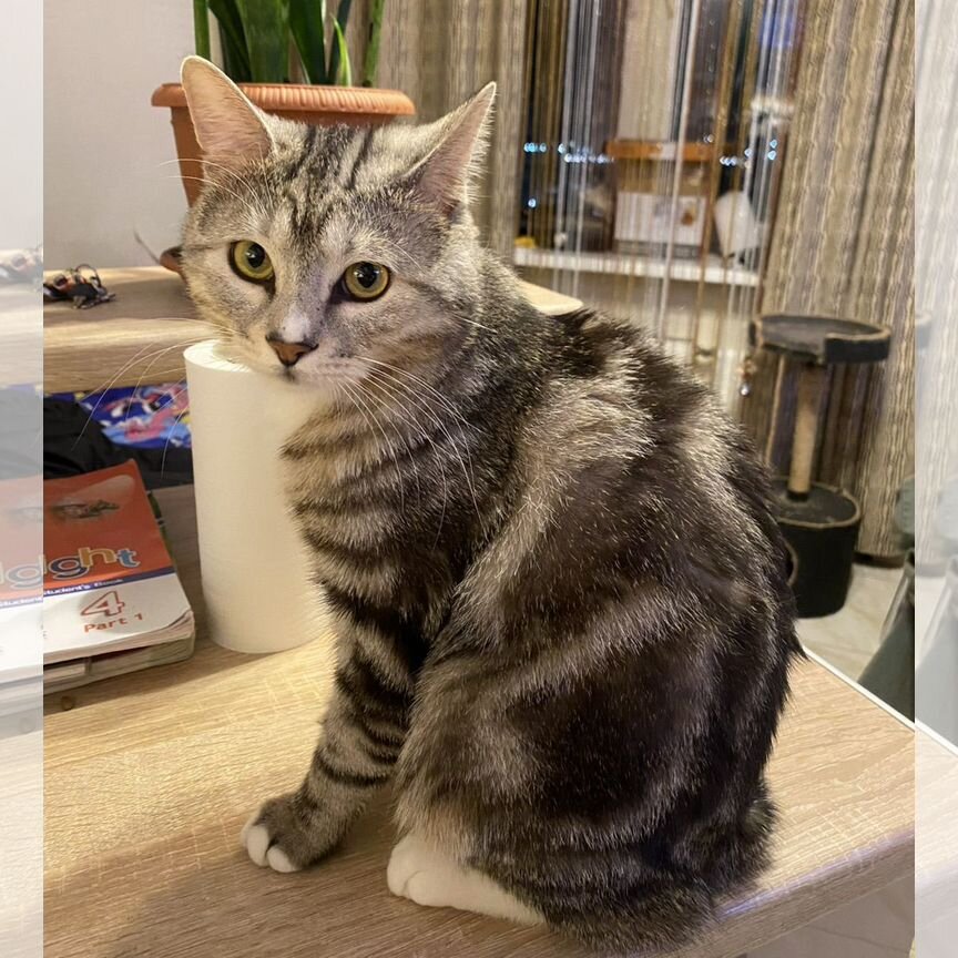 Курильский бобтейл короткошёрстный котёнок