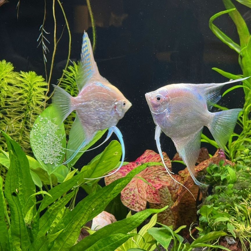 Скалярии пара платиновые