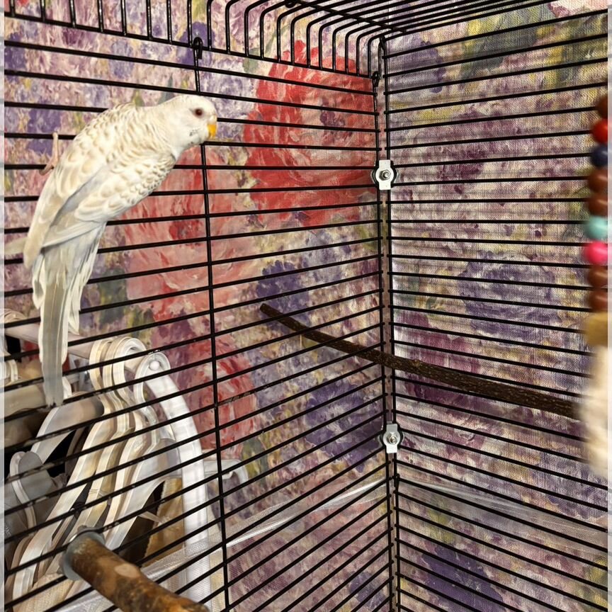 Волнистый попугай с клеткой