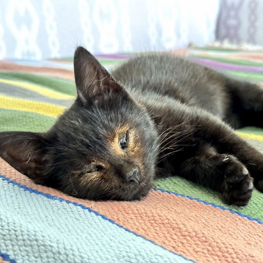 Черная слепая кошечка