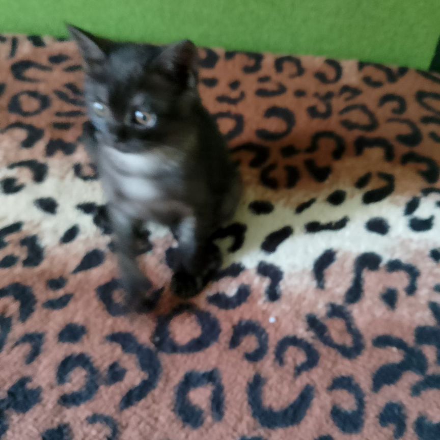 Котик