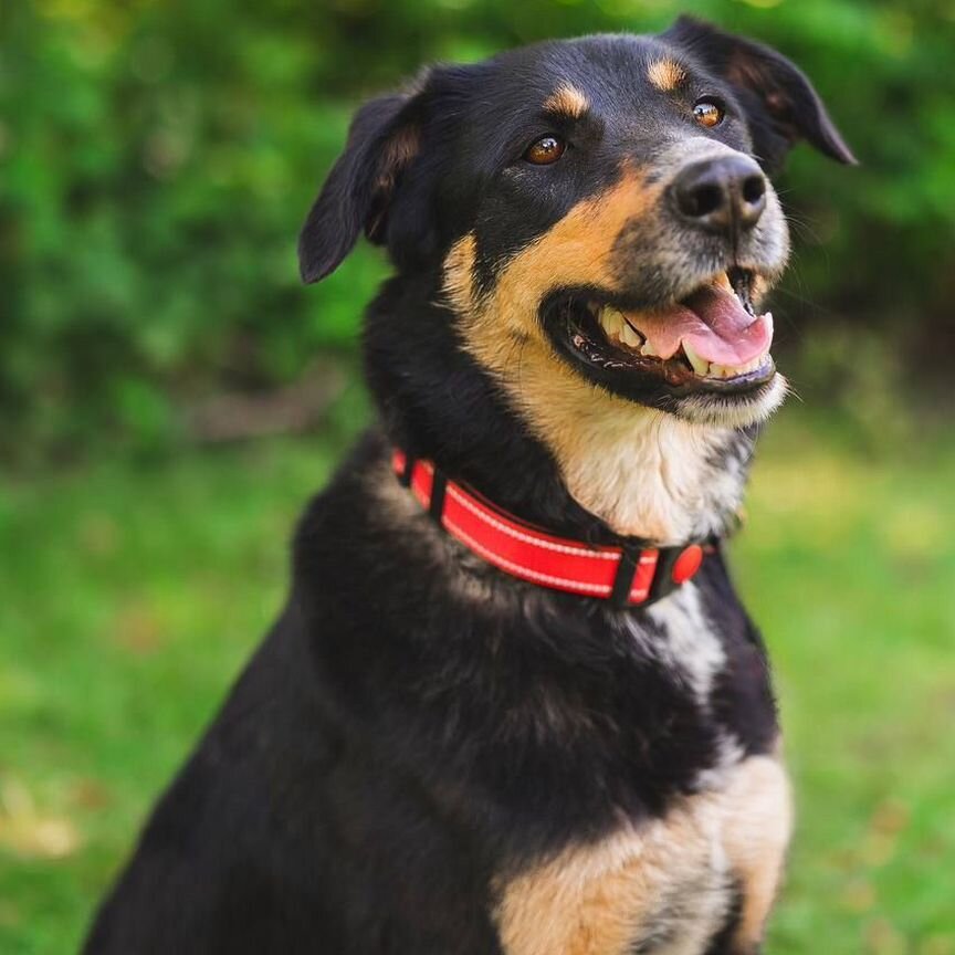 Лилу ищет дом