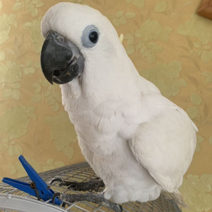 Попугай ручной какаду