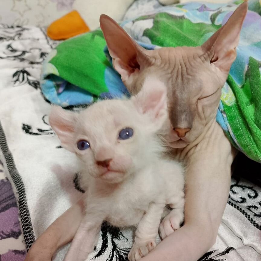 Канадский сфинкс, взрослая кошка