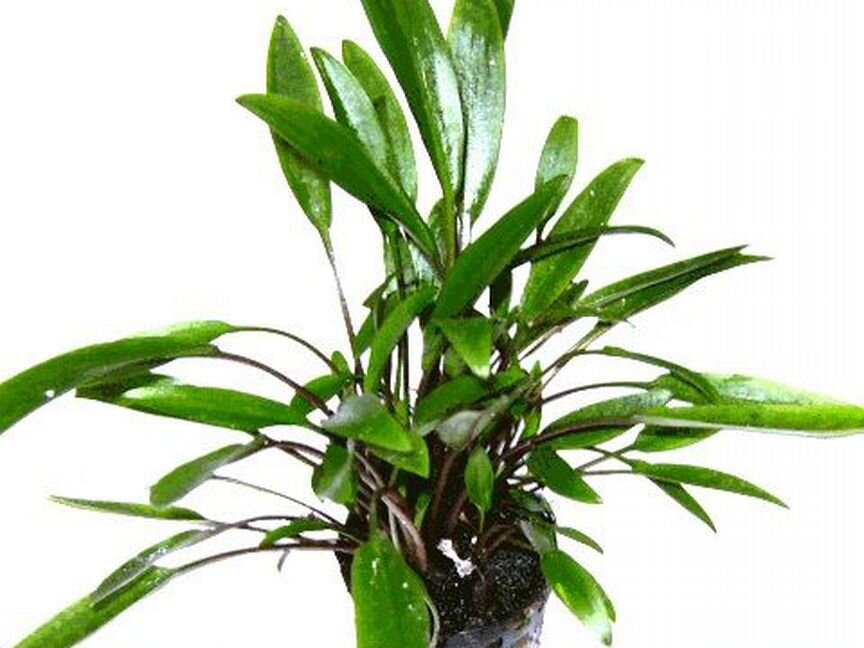 Криптокорина блестящая (Cryptocoryne lucens)