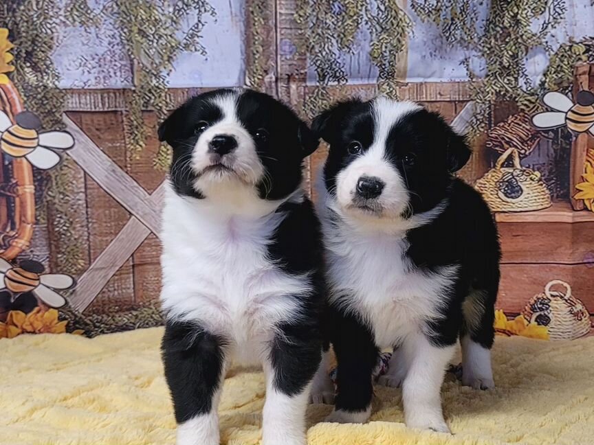 Щенки бордер колли