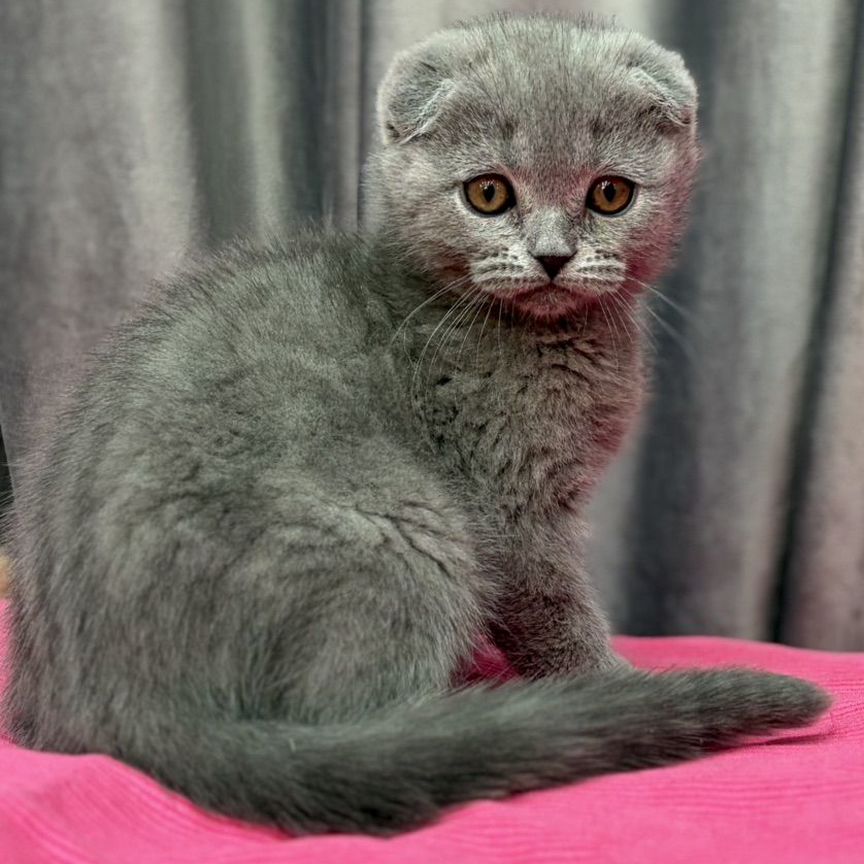 Шотландский вислоухий короткошёрстный котёнок