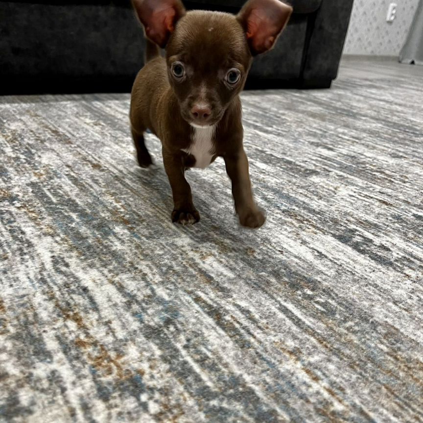 Щенки чихуахуа