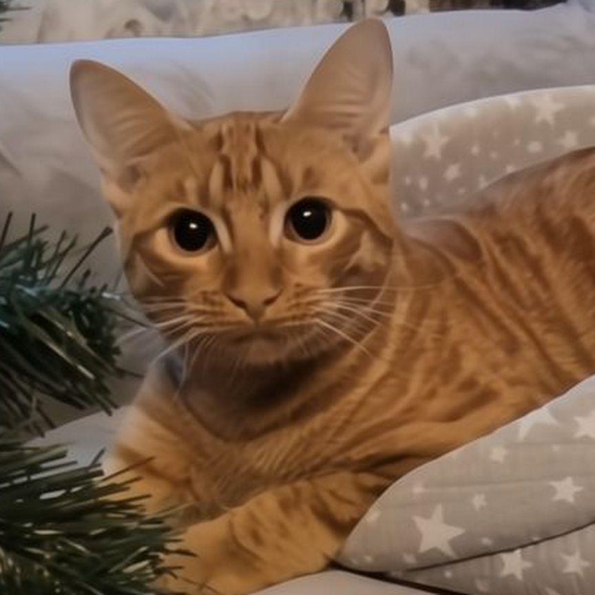 Европейский короткошёрстный котёнок